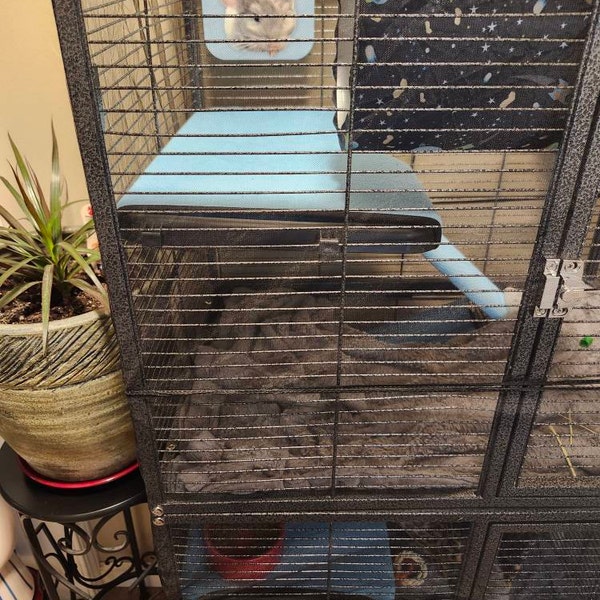 Guinea Pig Name Tag, Guinea Pig Accessories, Pet Tag, Guinea Pig ...