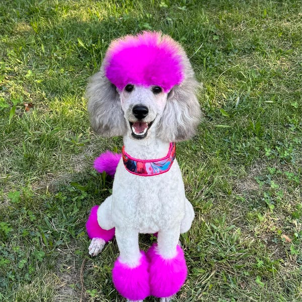 Dog Groomer Uniform, Dog Grooming Dress, Grooming Apparel for Women ...