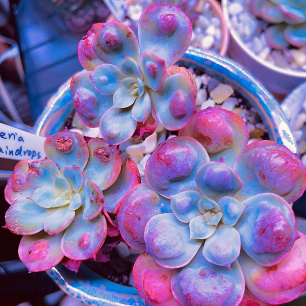 Rare Succulent - Echeveria Raindrops Frills - Etsy