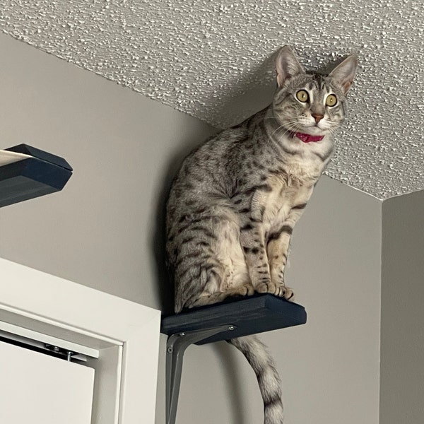 Large Cat Climbing Steps Wide & Long, Set of 4 Wall Mounted Shelves ...