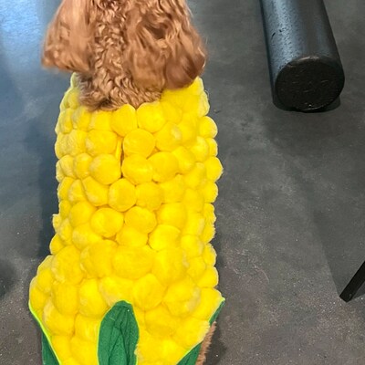 CORN DOGS or Kitty Corn Corn Coat for Cats & Dogs - Etsy