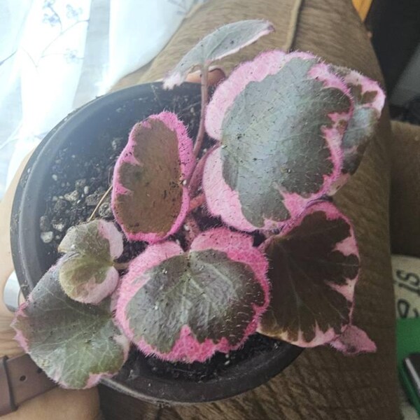 Peace Dove Tree Topper Gold Olive Branch Gift Idea Sale Metal Wall ...