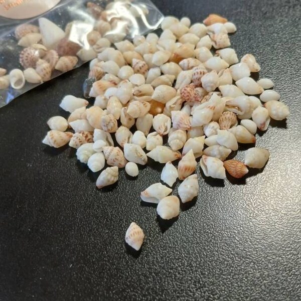 Miniature Small Crafting Seashells From Hawaii Assorted Whole Shells ...