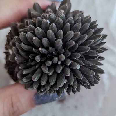 Echeveria Orpet 3.5 Inch Rare Succulent Plants - Etsy