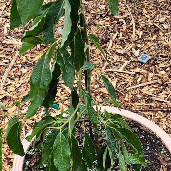 Dwarf Grafted 'little Cado' (wurtz) Tree - True Dwarf Avocado Variety ...