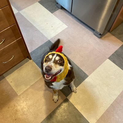 Rooster Chicken Dog Snood Knit Crochet Dog Hat Easter Dog Costume Ear ...