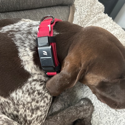 Fi Series 2 Collar Adapter - Etsy