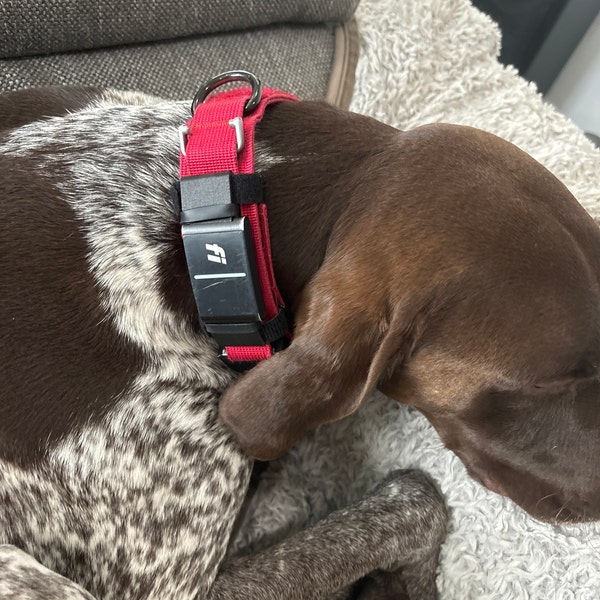 Fi Series 2 Collar Adapter - Etsy