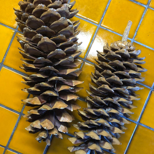 Sugar Pine Cones - Medium - 10" to 12" for Your Holiday Decor - - Etsy