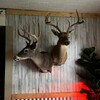 Adjustable Double Hanger for Shoulder Mounts- Deer NOT Included - Etsy