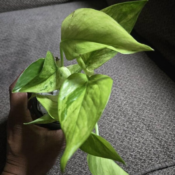 Starter Plant Thanksgiving/ Holiday Cactus "limelight Dancer" in a 3 ...