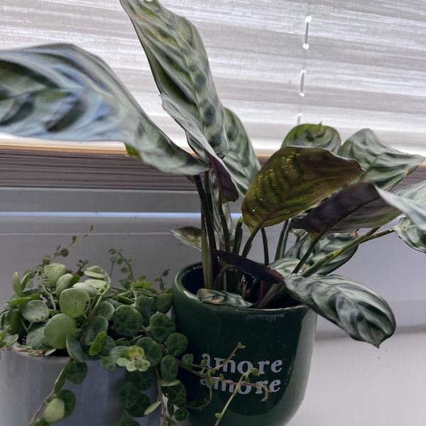 Efeutute 'Manjula', happy Leaf, Epipremnum pinnatum, panaschierte ...