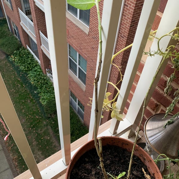 Lemon Guava Tree psidium Littorale 12 in Tall in 4 in Pot - Etsy