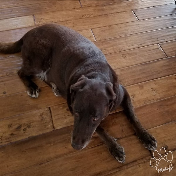 Chocolate Labrador Pet Dog Photo Memorial Gift Mounted Poem 9" X 6 ...