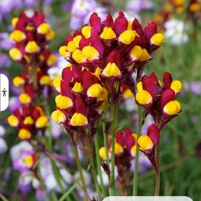 Vinca Dark Red Periwinkle Flower Seeds / Annual 40 - Etsy