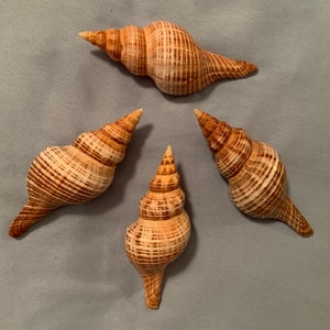 Volva Volva Elongated Egg Cowry Cowrie Shell Approx. 96mm./ - Etsy