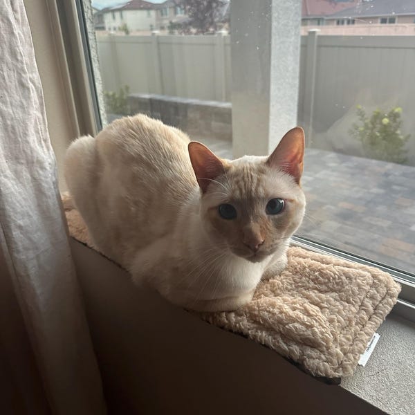 Window Sill Cat Pad/ 8 Sill Pad - Etsy