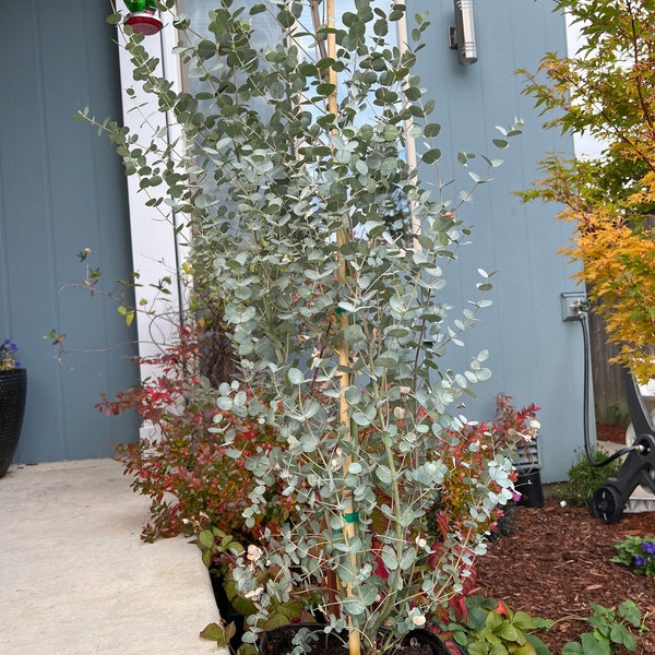 Eucalyptus Cinerea (silver Dollar Tree) 2-3 Feet Tall 3 Gallon Pot - Etsy