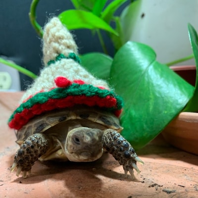 Mariachi Sombrero Turtle/tortoise Costume - Etsy