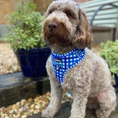 The Crafty Dog Co Can't Stop the Tealin' Rope Lead Teal - Etsy