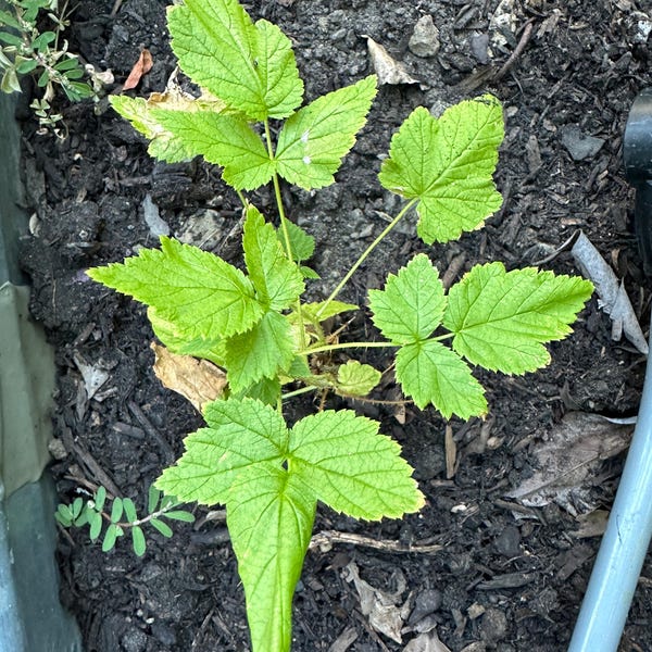 Mulberry Tree Live Plant Dwarf Everbearing Mulberry Plant Live Mulberry ...