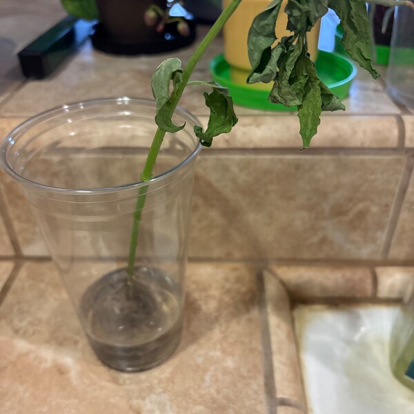 Fakahatchee Grass | LIVE PLANT | Eastern Gamagrass | Accent | Border ...