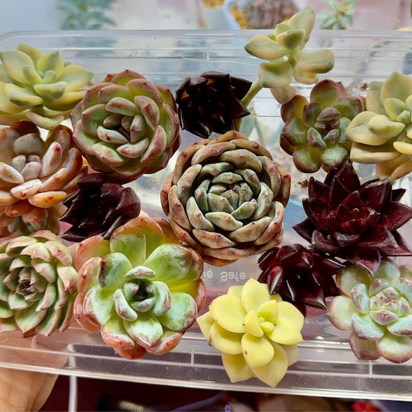 Succulents Master Random Bundle | 2-3" Bare Root Succulents | Roots ...