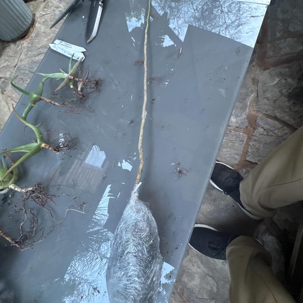 Giant Grafted Rapoza Mango Live Fruit Tree (3-4ft) (MANGIFERA Indica ...