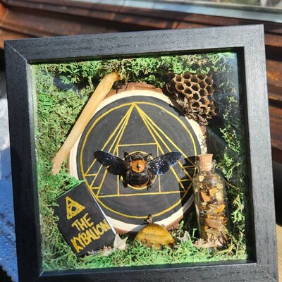 Huechys Sanguinea, Black and Scarlet Cicada, Real Cicada, Entomology ...