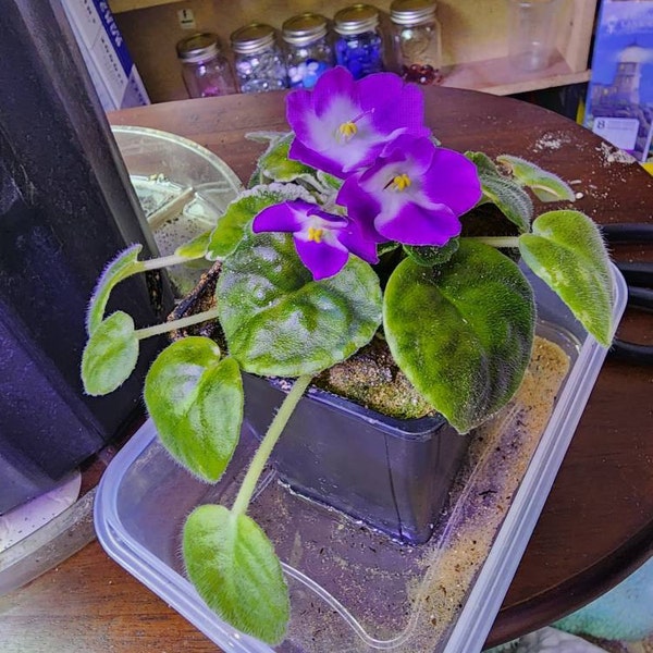 Sugar Plum Dream African Violet Starter Plant (ALL Starter PLANTS ...