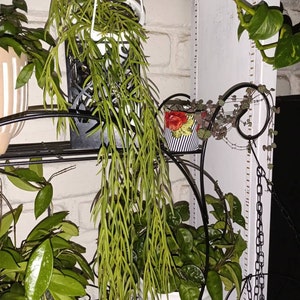 Peperomia Polybotrya Peperomia Raindrop Live Plant Rare | Etsy