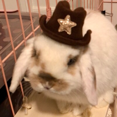 Cowboy Hat for Pet Bunny Rabbit and Other Small Pets - Etsy