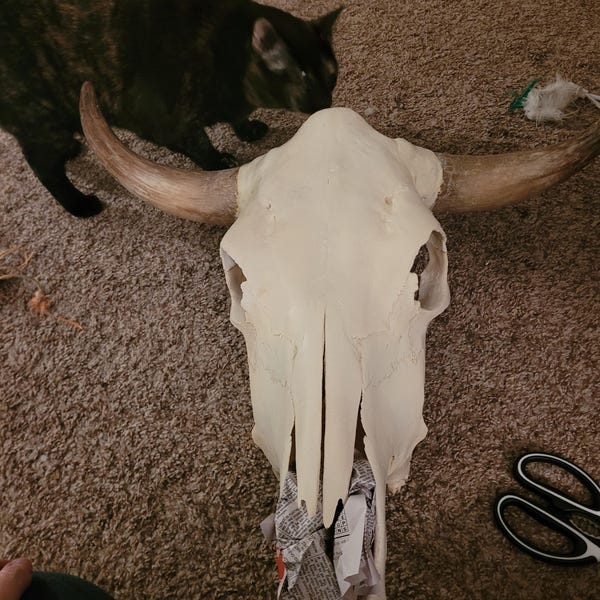 Real Steer Skull Head (one Only) Cow Horns 19" to 23" Wide Bull ...