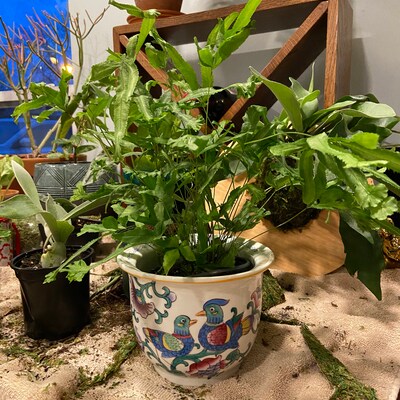 Flowerpotnursery Moonlight Fern Cretan Brake Fern Pteris Cretica Mayii ...