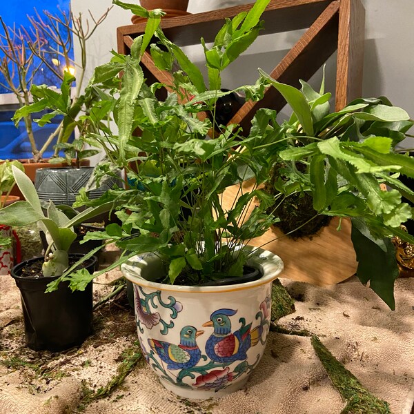 Flowerpotnursery Moonlight Fern Cretan Brake Fern Pteris Cretica Mayii ...