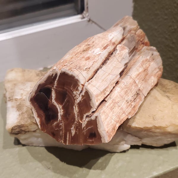 RARE Eden Valley, Wyoming Petrified Wood Limb Cast - Etsy