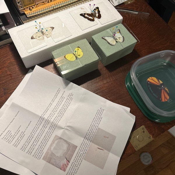 Butterfly Mounting Kit for Beginners, With Real Butterflies and Tools ...