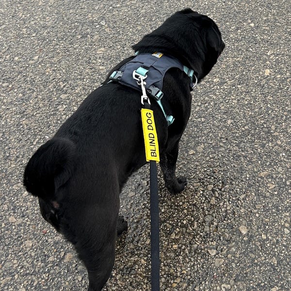 Dog Rescue Patch | 3 Inch Round Patch | Embroidered Rescue Dog Patch ...