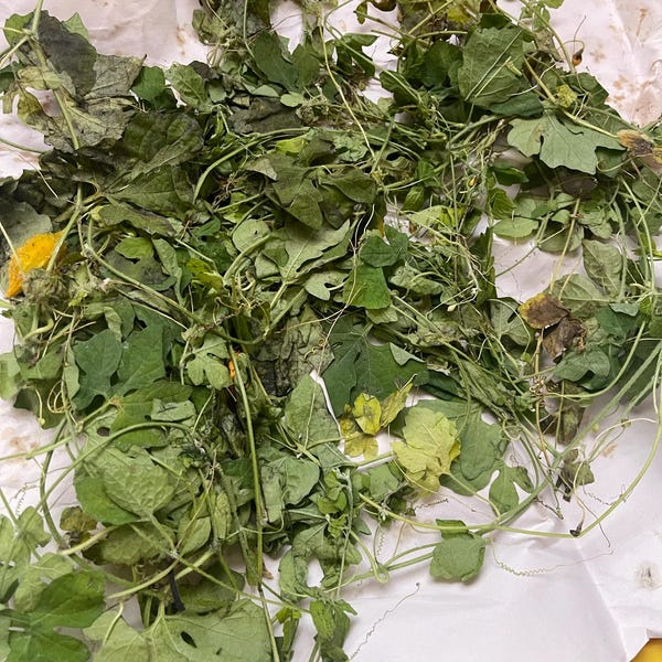 Cundeamor -cerasee Spiritual Cleansing Herb Fresh Cutting Bitter Gourd ...