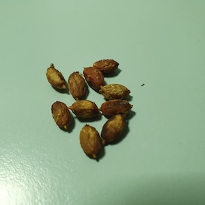 Parkia Roxburghii Tasty and Highly Ornamental 2 Xl Fresh Seeds - Etsy ...