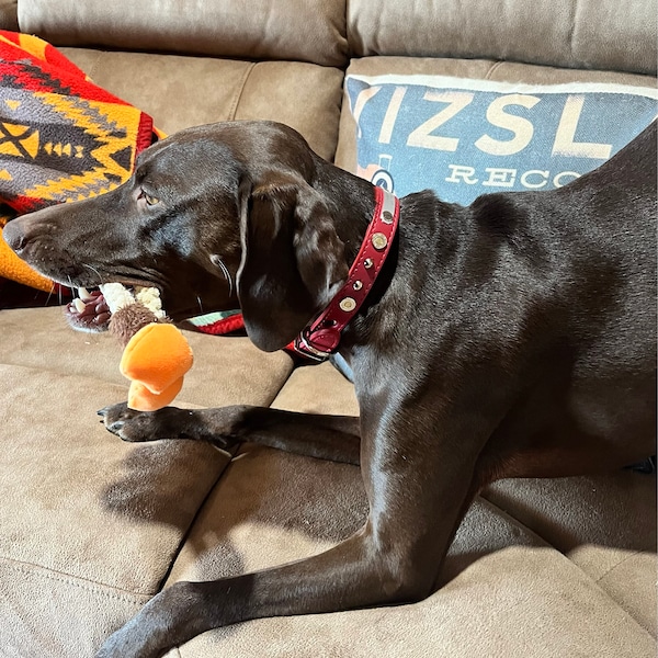 Gun Dog Collar, Winchester, Custom Dog Collar, Shotgun Dog Tag ...