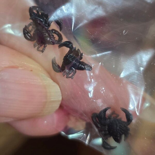 Human Skeleton - 1:24 Scale Miniature for Horror Diorama, Dollhouse ...