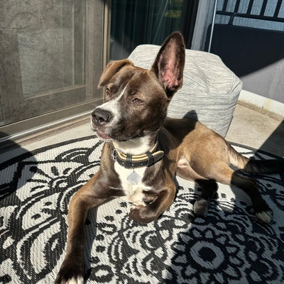 Frosted Dog Tag, Personalized Dog Tag, Dog Id Tag, Cat Name Tag, Pet ...