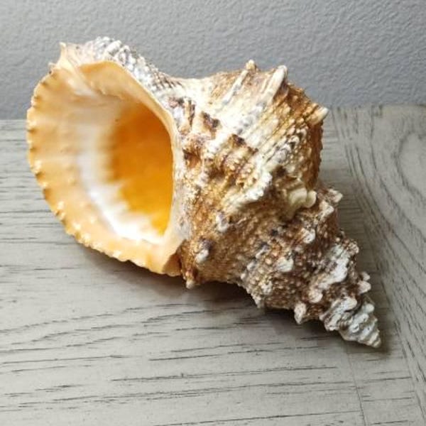 Customizable Shells! Micro Mini Seashells Filled Floating Charm Locket ...