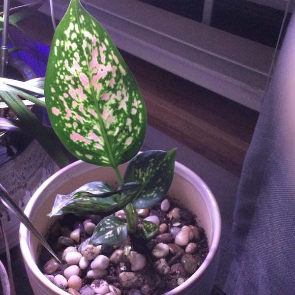 Alocasia Pink Princess Starter Plant ALL STARTER PLANTS Require You to ...