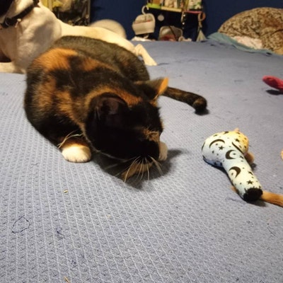 Cat Toys Felt Catnip Joints Set of 3 Available in Catnip, Lemongrass ...