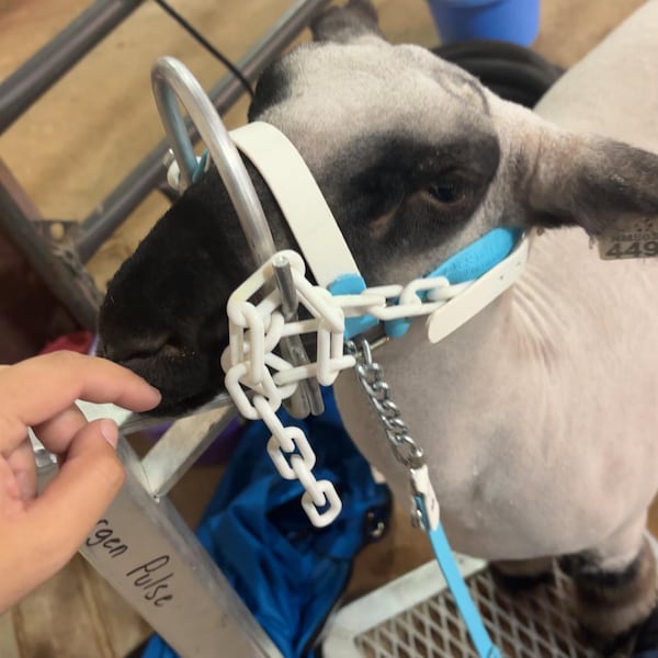 LAMB HALTER | "trio" | Stock Show | Show Lamb | - Etsy