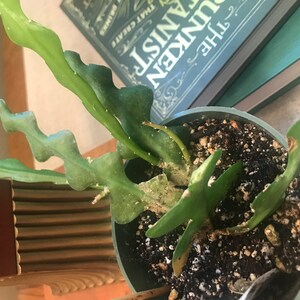 Ludochilus Sea Turtles Jewel Orchid - Etsy