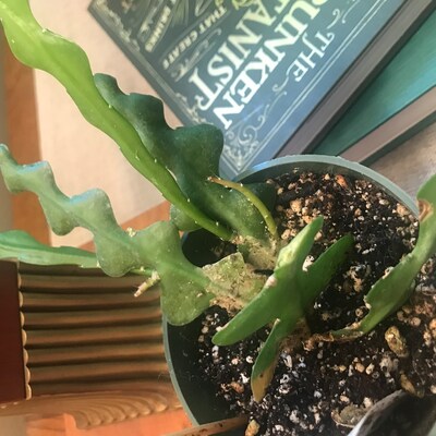 Ludochilus Sea Turtles Jewel Orchid - Etsy