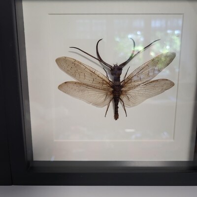 Real Atlas Moth Shadow Box Frame, Framed Attacus Atlas, Moth Taxidermy ...
